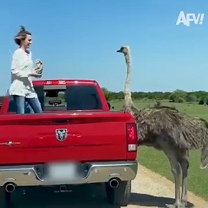 Let's find out what they were thinking 💭 | America's Funniest Home Videos