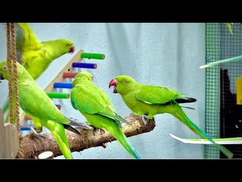 Relaxing Bird Aviary Video | Nature & Chirping Sounds | Bird fight