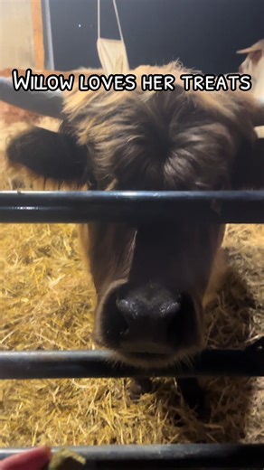 Willow's Treat Time with Best Friends