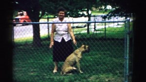 Normal Illinois Usa-1957 Large Boxer Dog: video de stock (totalmente libre de regalías) 1045494028 | Shutterstock