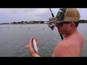 FINGER MULLET Catch,Clean & Cook ( COOKING OUR BAIT) featuring SETH McGINN