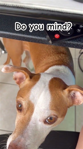 We JUST came back from a 40 minute walk #shorts #dog #pets