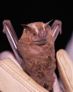 5K reactions · 325 shares | They drink blood for survival, but it’s...