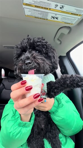 Milo and Maven Enjoy Their Starbucks Pup Cup