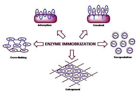 Enzyme immobilization physical method