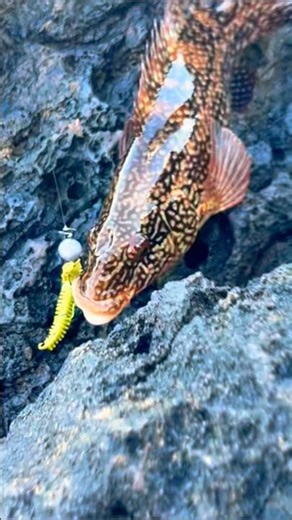 I paint with sandworm motor oil from #GULP saltwater