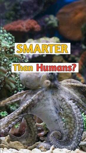 This Animal Is Smarter Than You Think 😱 | Octopus Intelligence