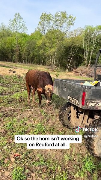 Meeting Rufus the Bull