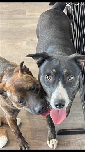 Introducing Mitchell and Cantaloupe! Mitchell is a 1 year old Mountain Cur / Boxer mix– A handsome, medium-sized pup with a striking brindle coat and an even bigger heart! This fun-loving guy adores other dogs and thrives in a playful environment where he can run, romp and enjoy his favorite toys! With his energetic and happy spirit, Mitchell is always ready for a game of fetch, a zoom around the yard, or an adventure with his favorite people. But don’t let his playful nature fool you—he’s also 