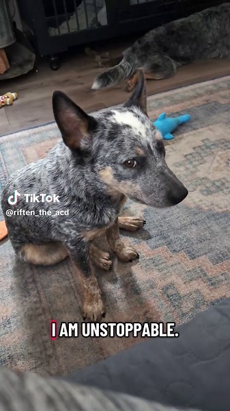 un something 😂 #australiancattledog #bluey #puppy #herdingdog #blueheeler