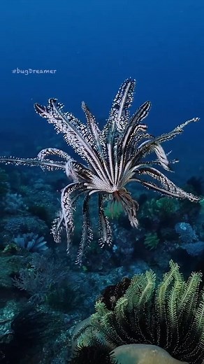 Feather stars are part of phylum Echinodermata (along with sea urchins, sea stars, brittle stars and sea cucumbers) and the class Crinoidea (which only includes feather stars & sea lilies). These animals have a long history, first appearing in the fossil record about 300 million years before the dinosaurs during the Cambrian period! They use their feathery fringed arms to capture plankton and other little bits of food that drift by them. Like sea stars, feather stars can regrow their limbs if lo