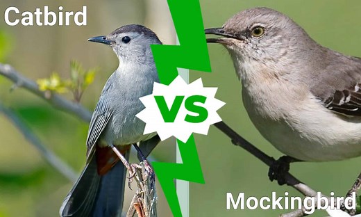 Catbird vs. Mockingbird: 6 Key Differences