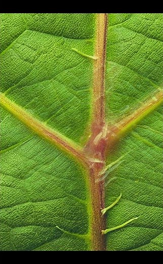 Tree Leaf - microscopic view