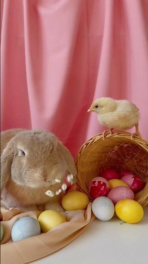 Why Rabbits Scream Loudly