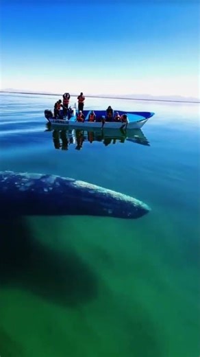 A gray whale covered in barnacles approaches a fish
