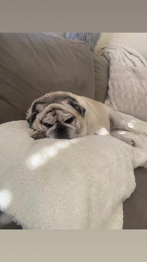 Rima_fs_2022 (@rima_fs_2022)’s videos with original sound - Somefrenchienamedapollo