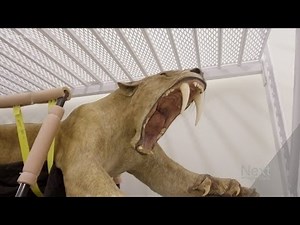 The story behind Denver Museum of Nature and Science's saber-tooth cat