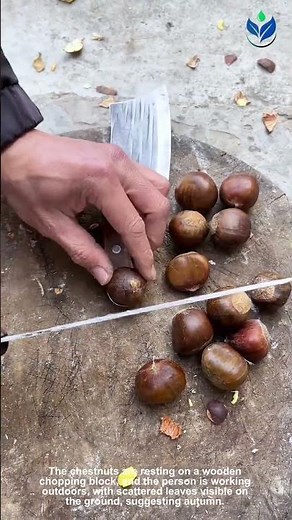 PRO Chef Prepping Chestnuts for Roasting! Satisfying ASMR Scoring Technique