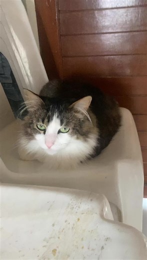 Videos de Soymiguel (@soymigue_123) con “Tomás - Cepillin & Chabelo”