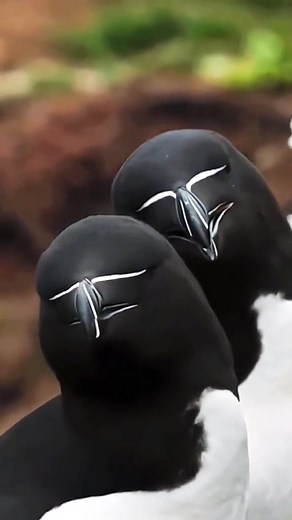 A great spectacle of beauty and color can be seen in nature through birds. Among the great diversity of animals, birds that have different types of colors stand out. Here we can see some of the most beautiful birds in nature. . These animals use their colors for various purposes, such as protecting themselves and warding off predators, camouflaging themselves among trees. Some also use their colors to attract the attention of their partners, and others can even camouflage themselves among trees