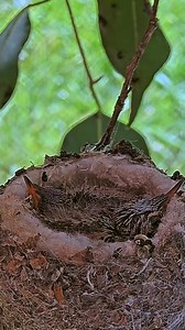 Watch Allen's Hummingbird Mother Nourishing Her Two Chicks at the Nest Edge 🐦#babyhummingbird #parrots #birdstagram #best #wildlifephotography #birds #birdwatching #animal #photooftheday #ig #birdlovers #naturelovers #birding #canon #photography #animals #parrotsofinstagram #captures #birdphotography #art #birdsofinstagram #parrot #of #bird #nikon #birdlife | liza neva