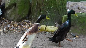 Indian runner ducks moving around around in a backyard.