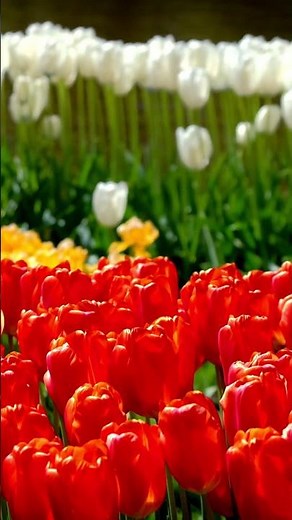 Blooming Tulips in Flower Garden, Lisse Netherlands | Beautiful Spring Nature Video 4K 2025