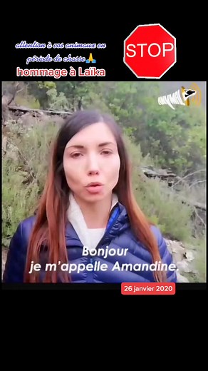 #stop #chasseurfrancais #dog #tiktokacademie #pourtoi #viral #chien #tiktok #cry