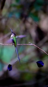So beautiful hummingbird | Raw Nature