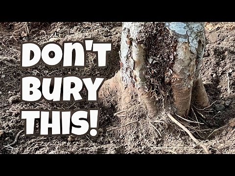 This Can Kill Your Tree! Expose The Root Flare!