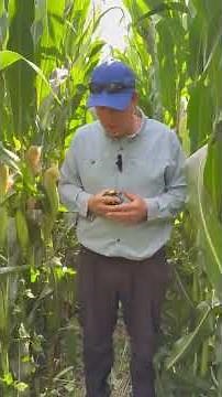 Week 11 documentation of a cover crop interseeded into a corn field near the Dodge Co Fairgrounds WI