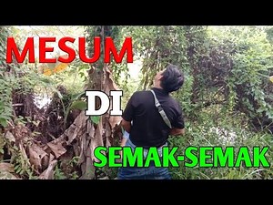 Mesum di Semak-semak
