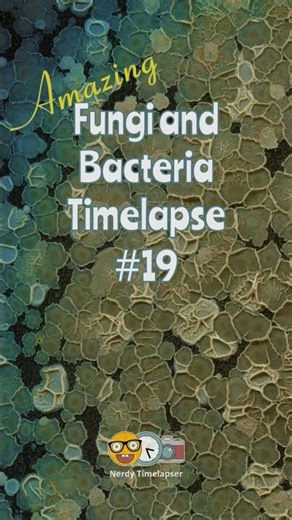 4K Fungi and Bacteria Time-Lapse 19