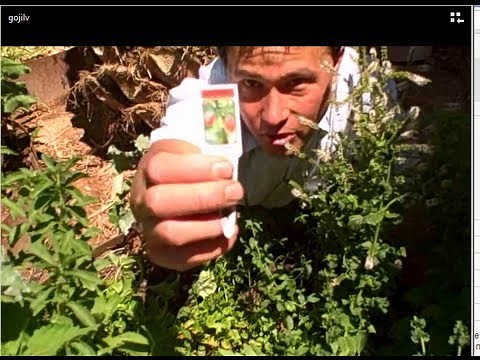 How to Harvest Fresh Goji Berries and get FREE Seeds