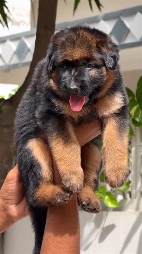 nizamabad pet's shop 🥰 svs pet shop #pets #nizamabad #puppy #dog