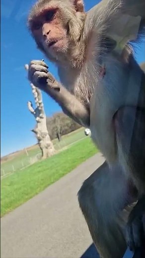 Watch this Monkey's Epic Move: Backflipping Off a Car in a British Safari Park #shorts | NY Post
