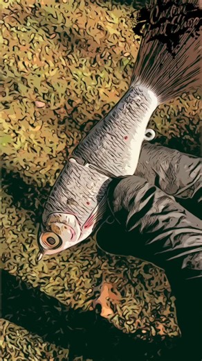 ❄️ Winter Gizzard Shad on the Wee Shad MicroGlide❄️ ! These baits feature holographic foil broken scales, matte clear coat, custom made stencils, upgraded eyes, custom mixed colors, and more! https://custombaitshop.com/products/wee-shad-micro-glide-various-patterns-sale?variant=43580769763388 #custombaits #customlures #fishinglife #fishingaddict #custompaintedlures #luremaker #lurebuilding #fishing #bassfishing #custombaitsforsale #customluresforsale #glidebait #swimbait #customtackle #swimbaitu