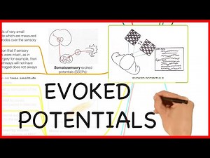 EVOKED POTENTIALS -PHYSICS SERIES