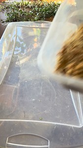 String of hearts moss propagation #propagation #stringofhearts #mosspropagation | Foraging Fosters