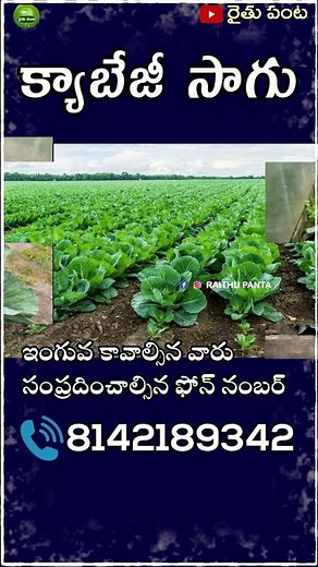 Complete Guide to Cabbage Cultivation | Step by Step Growing Tips & Techniques | #cabbagecrop