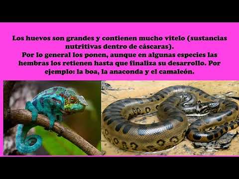 REPRODUCCION DE LOS REPTILES