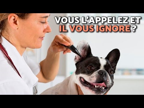 8 Signs of Deafness in Dogs 🤔👂🏼🐶 How to Tell if My Dog Is Deaf? | Complete Guide