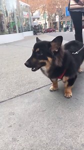 Have you ever seen a Corgi x German Shepherd 😮😍 | LADbible