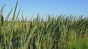 Typha Latifolia Common Bulrush Broadleaf Cattail: стоковое видео (без лицензионных платежей), 10714310 | Shutterstock