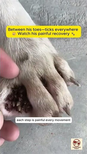 Dog’s Paw Infested with Huge Ticks | Painful Tick Removal Rescue