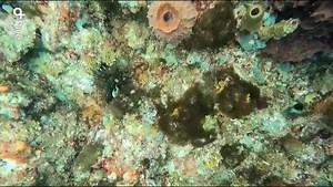 Here's the first video with my new GoPro 9 black the stabilisation is super incredible! And it didn't leak like the seven always did:-( having said that please be careful and do not shoot lionfish inside of barrel sponges. This is a big fish and I have a lot of practice so this was an easy shot and I knew I wouldn't damage the delicate Barrel sponge. Scare the fish off to a safe area and then nail him! Practice makes perfect! It's certainly not worth Imaging the environment! | Lionfish Extermina