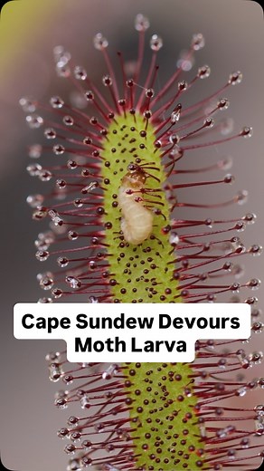 Cape Sundew (Drosera Capensis) devouring a Moth Larva. Unlike my precious video of a moth larva escaping, this one actually gets eaten. This is my most popular video on YouTube by a pretty huge margin. Music by Nate Mann @itsnatemann Filmed on Canon EOS SL3 Rebel with Canon f/2.8 L 100mm IS USM Macro Lens #sundew #sundews #drosera #macro #biology | Terrariums Yt