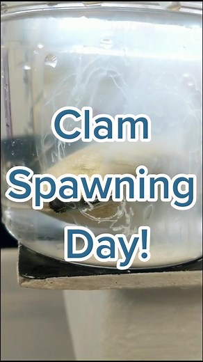 Let me show you what happens on spawning day in the hatchery! #aquaculture #marinebiology #marinebiologist #womeninstem #fy #fyp #womeninoceanscience