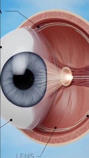 How the Human Eye Works in 15 Seconds | Amazing Eye Anatomy Explained