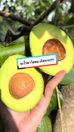 ตอบกลับ @with.hi44 ส่วนใหญ่กรณีเจอขมจะเป็นกรณีสุกไม่ค่อยเต็มที่ อะโวคาโดมีสารแทนนิน ทำให้ผลไม่สุกมีรสติดขม แต่ถ้าสุกเต็มที่ไม่ขมเนื้อจะมันๆ เนียนๆค่ะ 😋 #อะโวคาโด